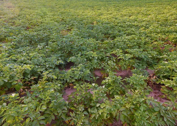 Kuwait farm Stock Photos, Royalty Free Kuwait farm Images | Depositphotos