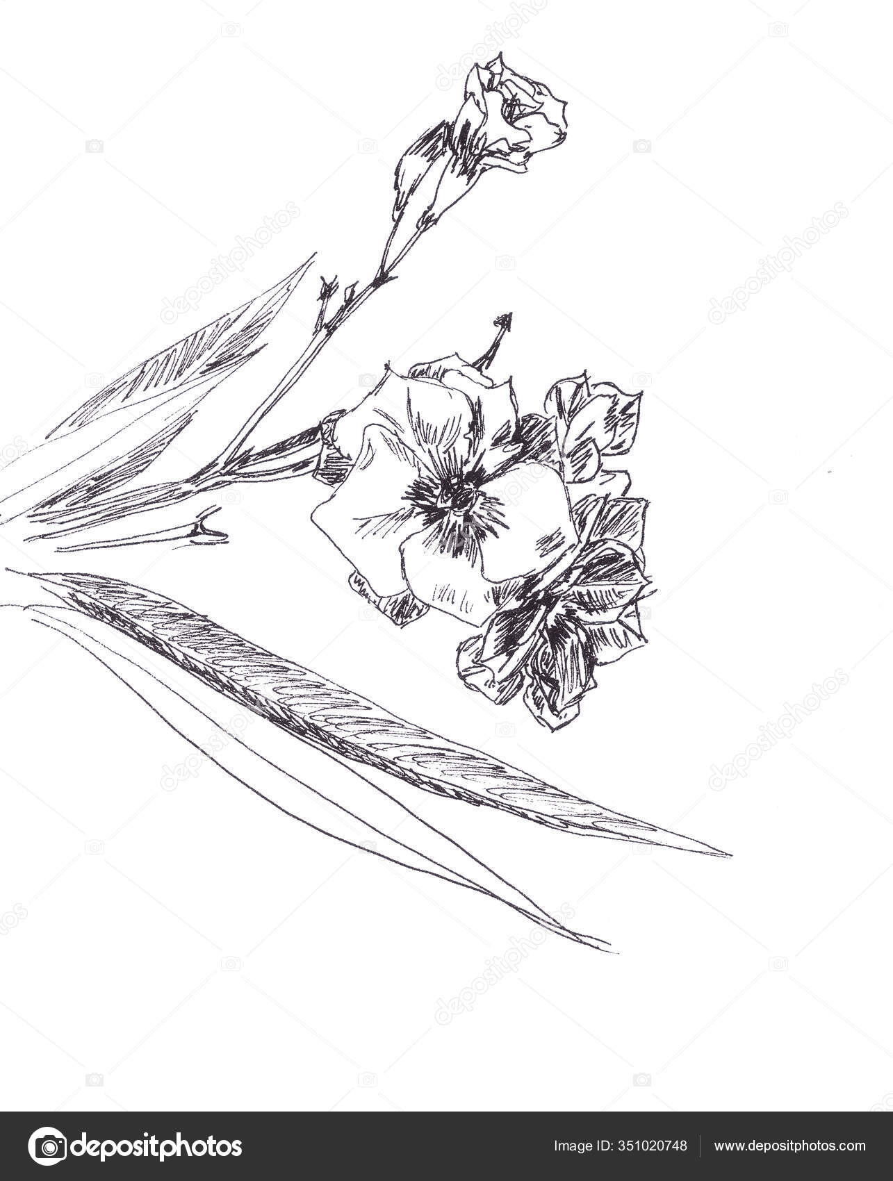 White Oleander Drawing