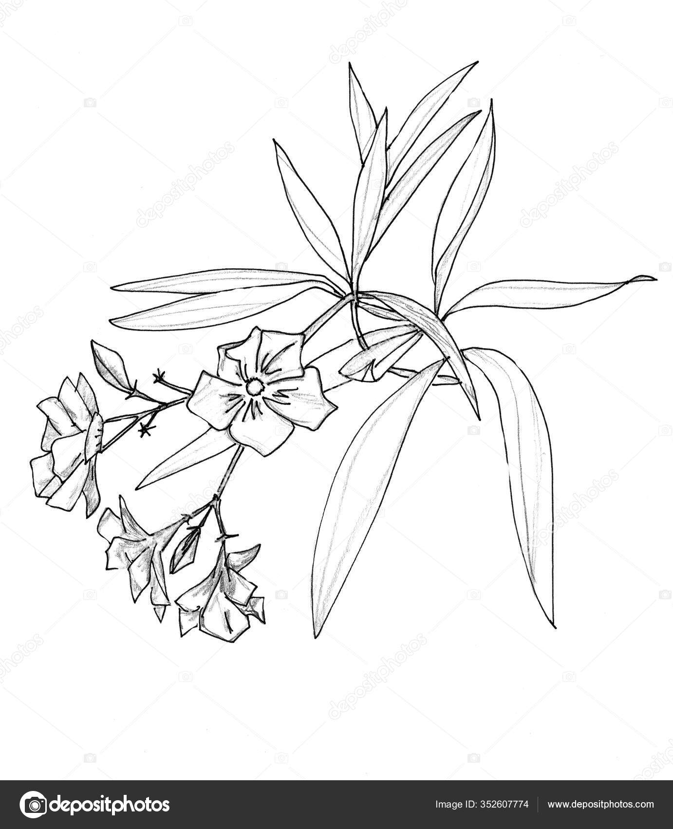 Dibujo Lineal Gráfico Blanco Negro Ramita Adelfa Con Flores Hojas ...