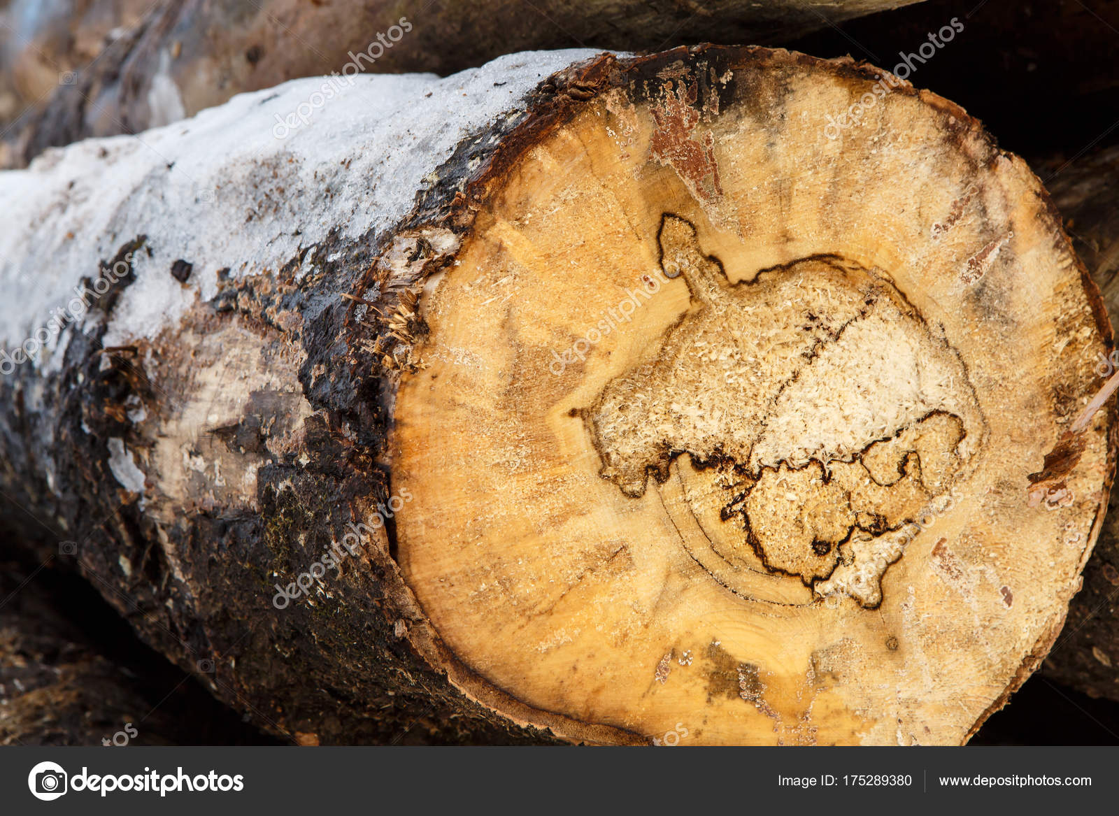 Severed tree trunks. — Stock Photo © Maestrovideo #175289380