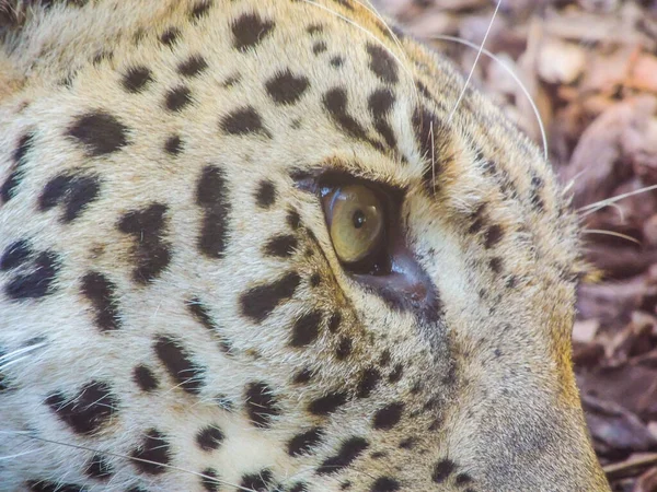 Leopard up close Stock Photos, Royalty Free Leopard up close Images ...