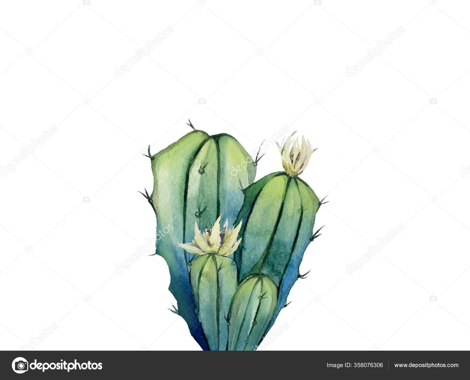 Cactus Botanical Drawing