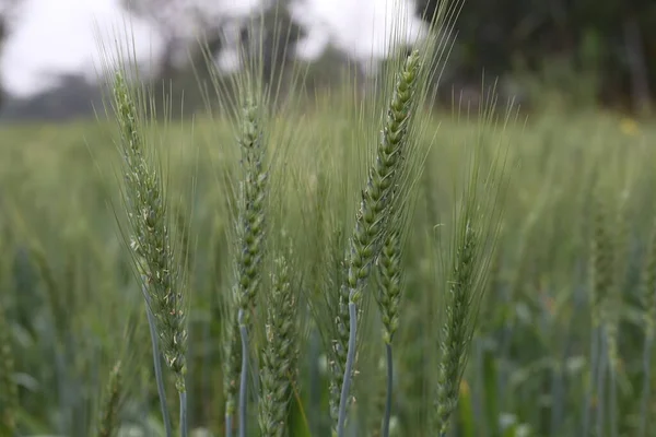 Wheat farming in india Stock Photos, Royalty Free Wheat farming in ...