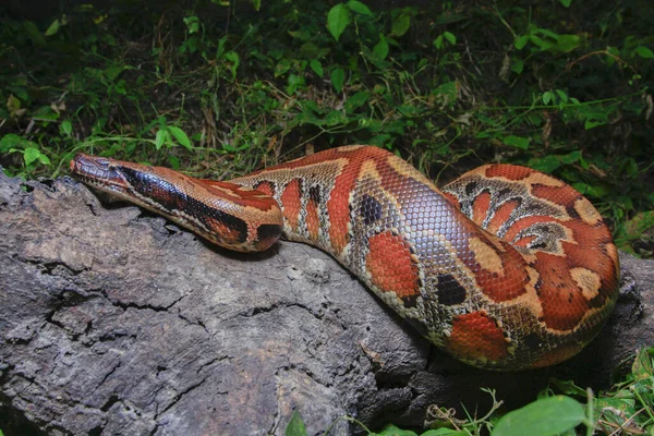 Huge Blood Python