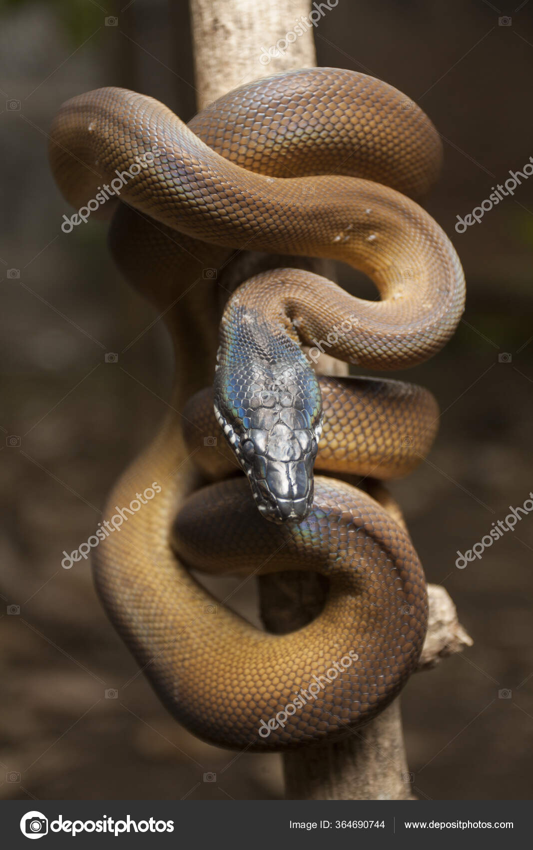 Gold Albertisi White Lipped Python Leiopython Albertisi Wrapped Branch ...