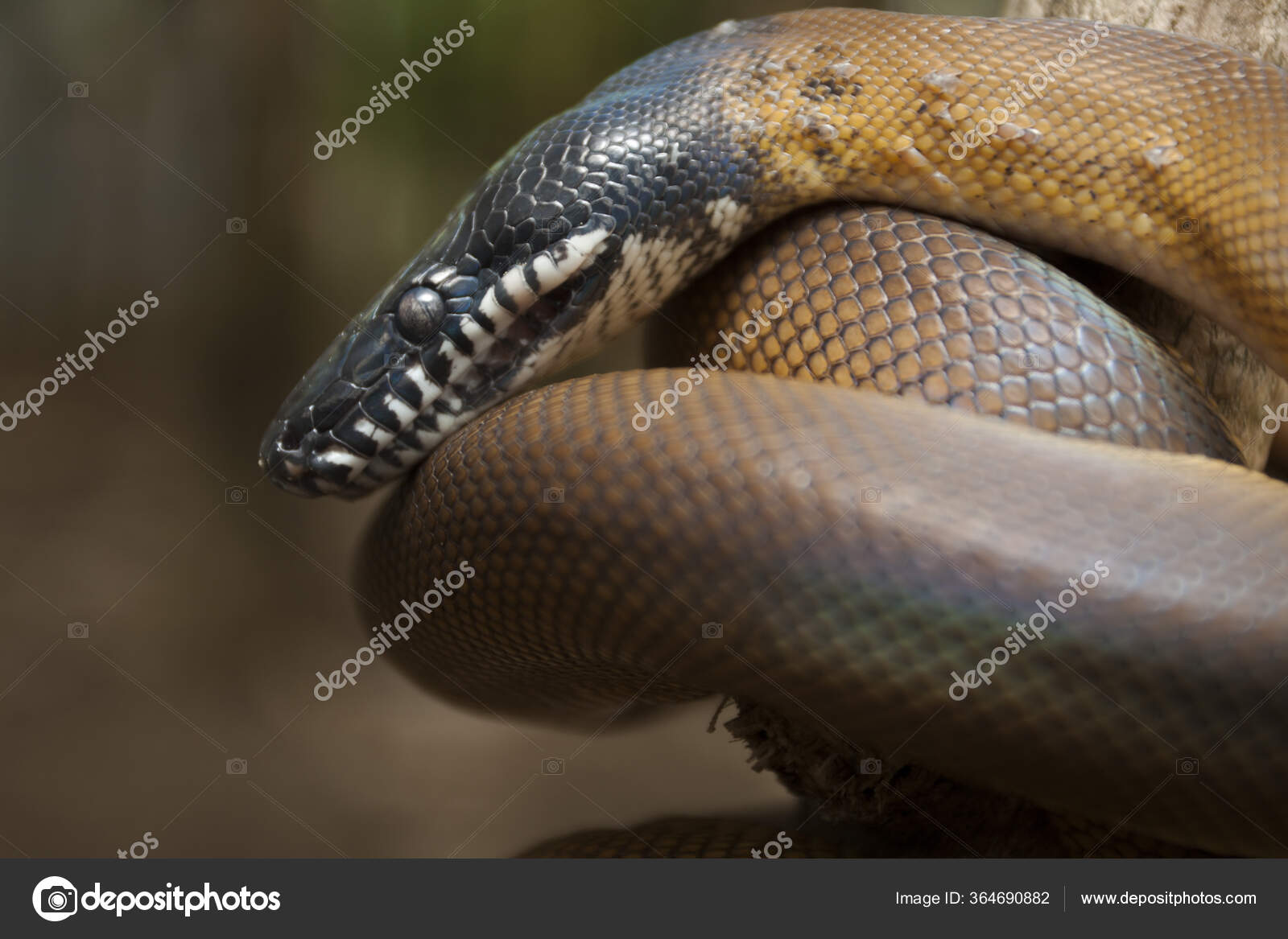 Gold Albertisi White Lipped Python Leiopython Albertisi Wrapped Branch ...