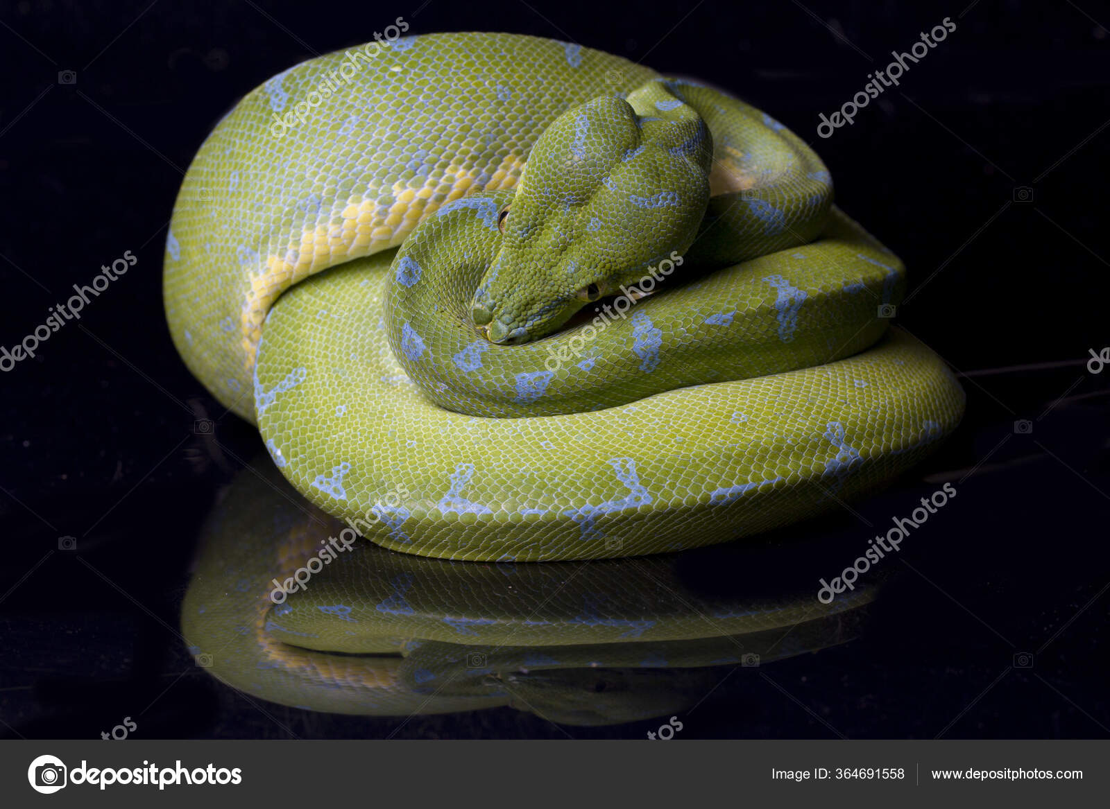Green Tree Python Morelia Viridis Sorong Locality Isolated Black ...