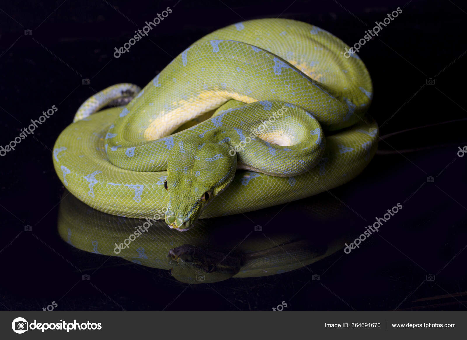 Black And Green Python