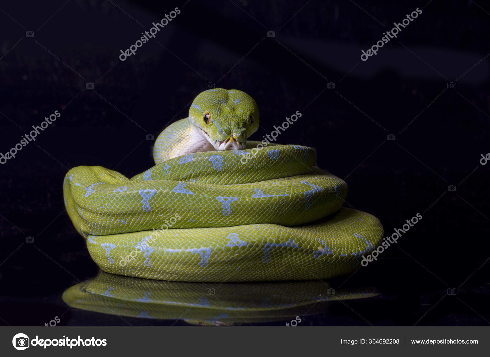 Green Tree Python Morelia Viridis Sorong Locality Isolated Black ...