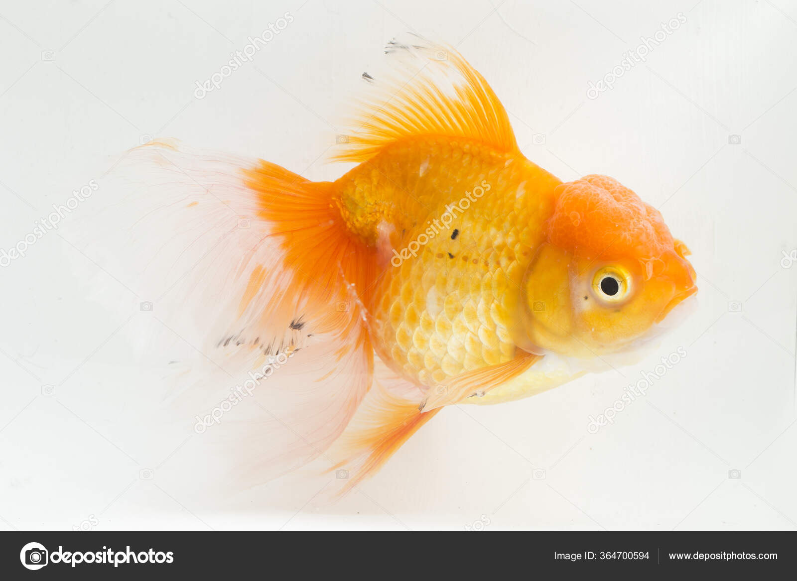 Beautiful Orange Oranda Goldfish Carassius Auratus Diving Fresh Water ...
