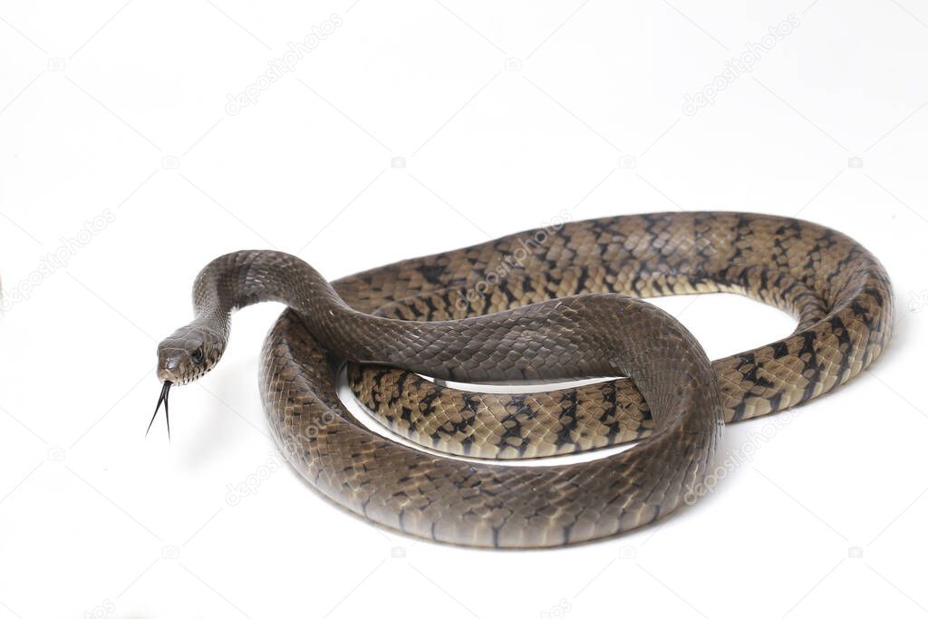 Ptyas mucosa, comúnmente conocida como la serpiente rata oriental ...