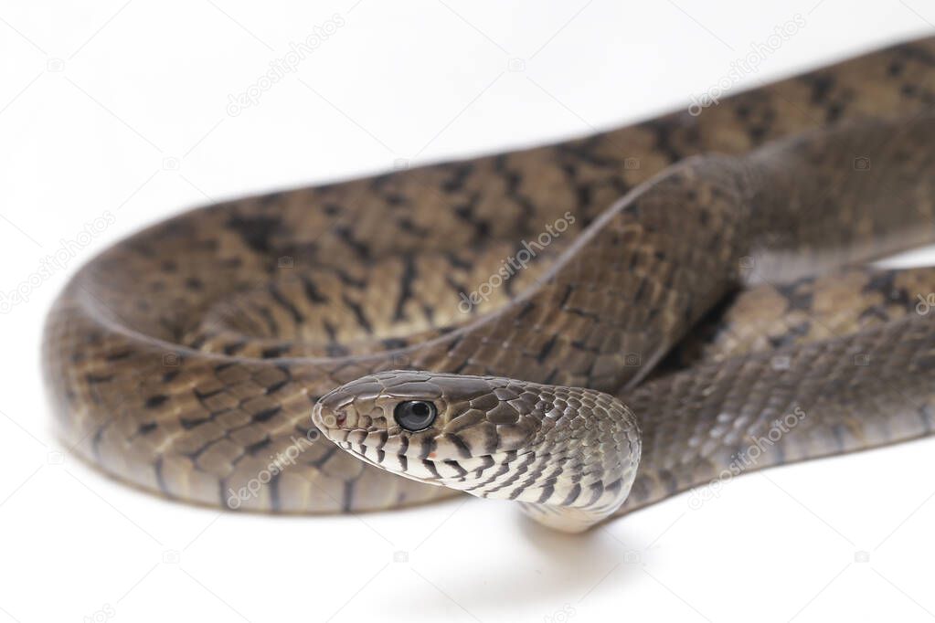 Ptyas mucosa, comúnmente conocida como la serpiente rata oriental ...