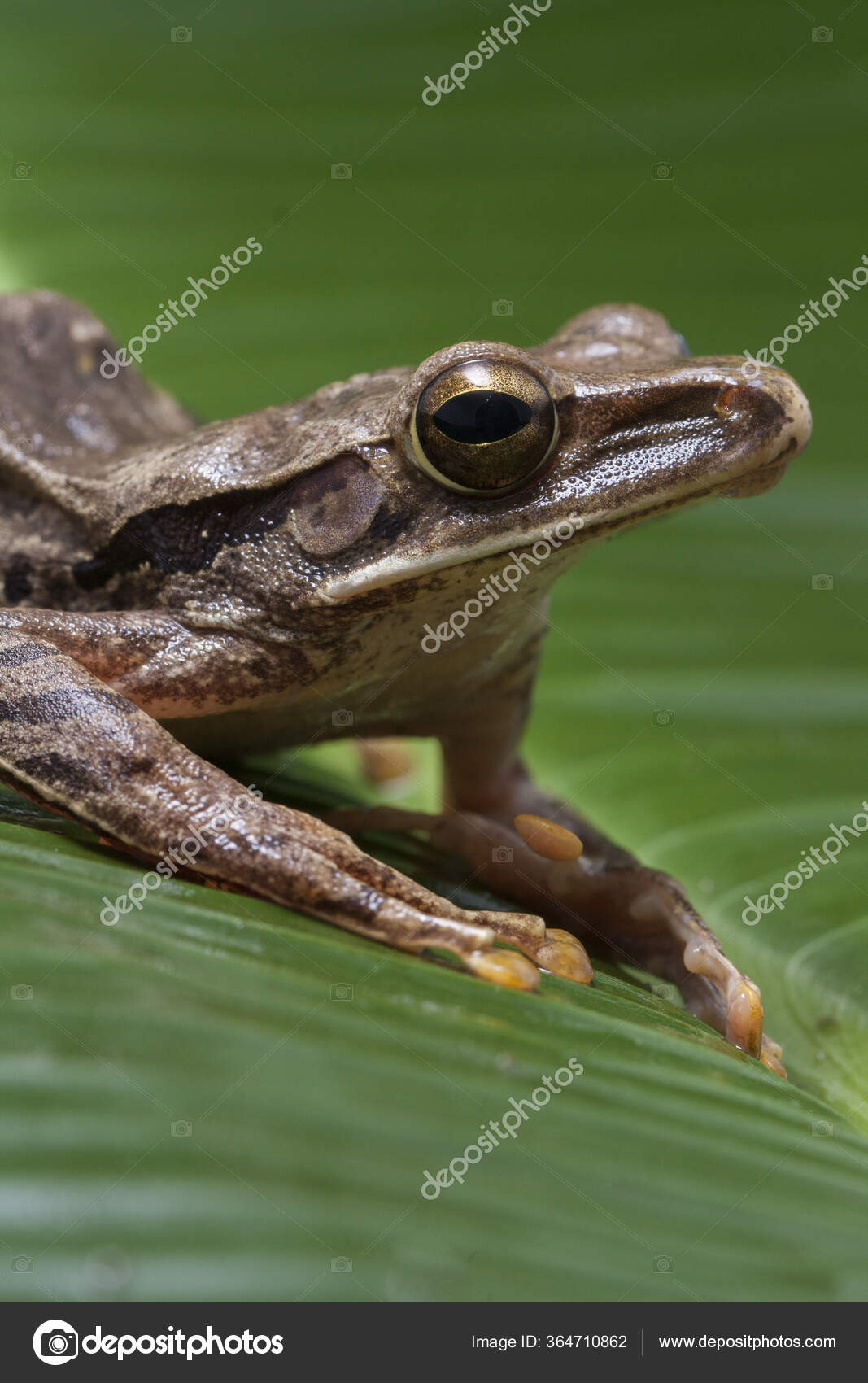 Common Southeast Asian Tree Frog Polypedates Leucomystax Indonesia ...