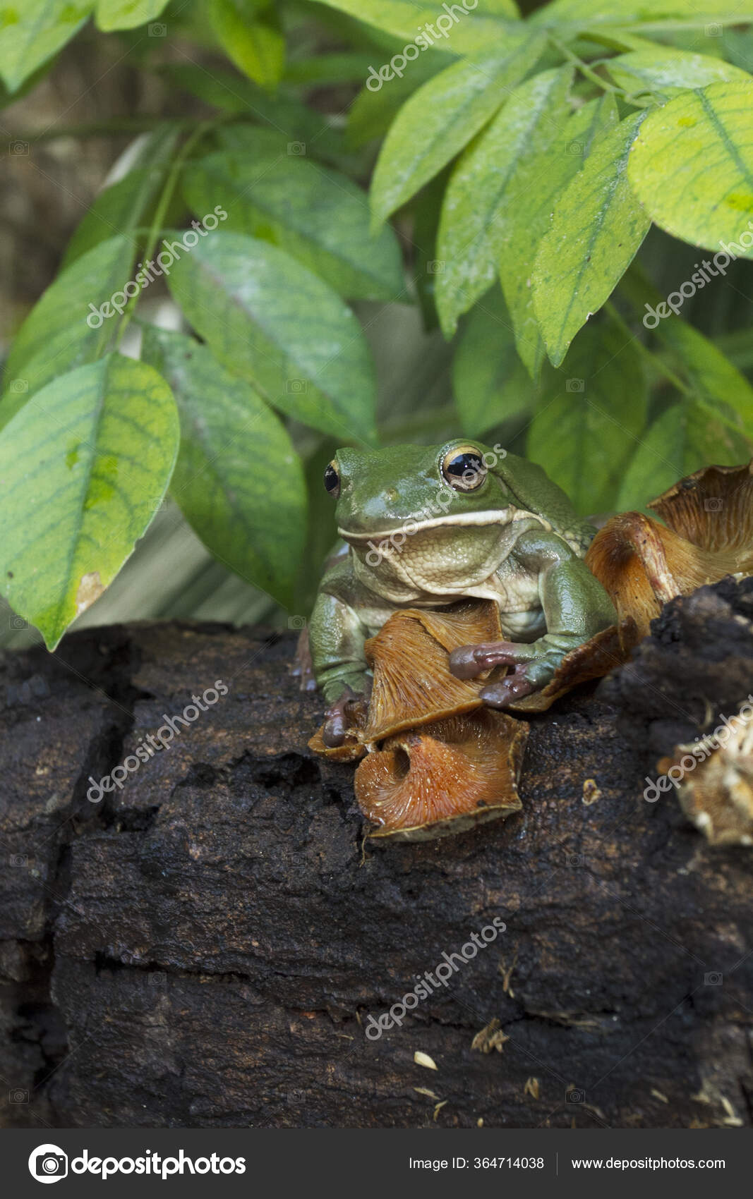 Close Dumpy Frog Tree Frog Papua Green Tree Frog — Stock Photo ...