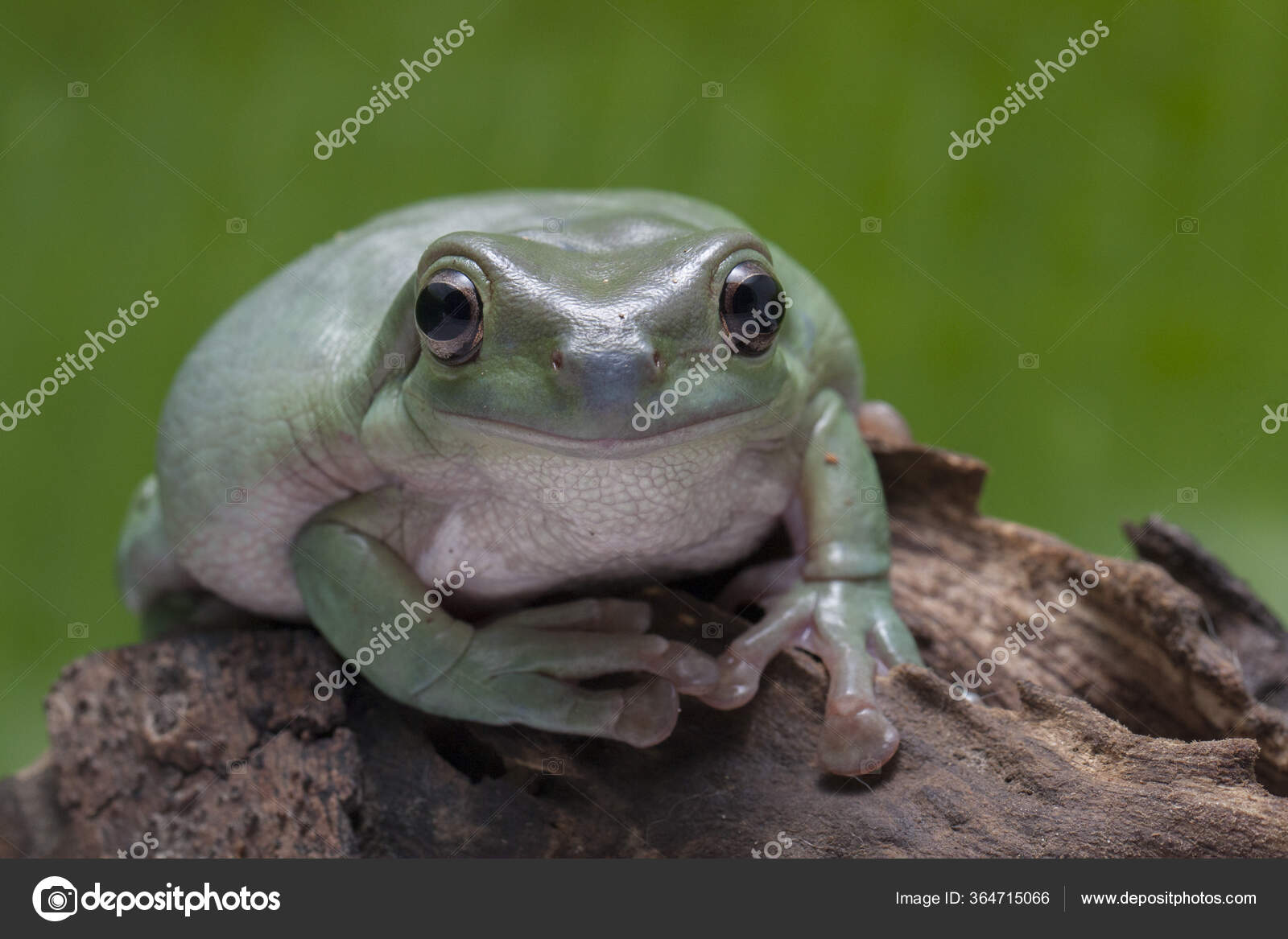 Close Dumpy Frog Tree Frog Papua Green Tree Frog — Stock Photo ...