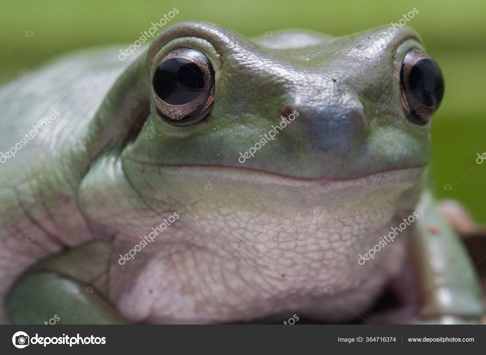 Close Dumpy Frog Tree Frog Papua Green Tree Frog — Stock Photo ...