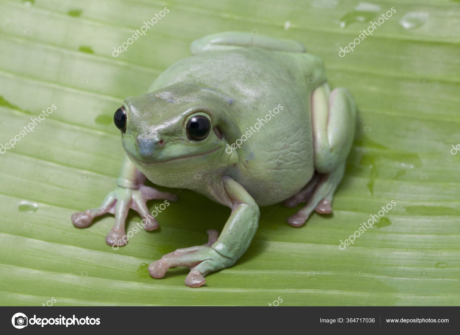 Mexican Dumpy Frog