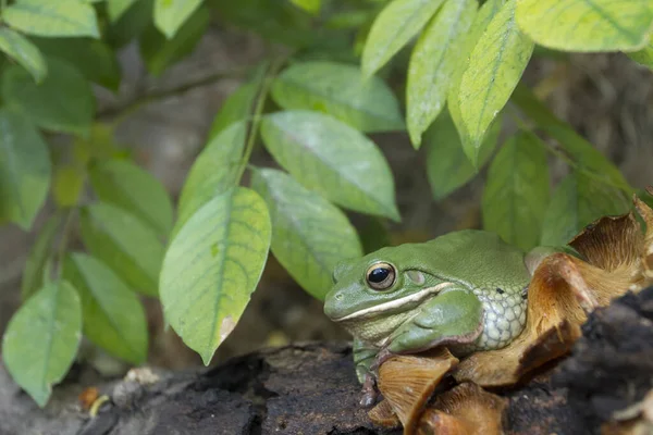 Close up dumpy frog, tree frog, papua green tree frog - Stock Image ...