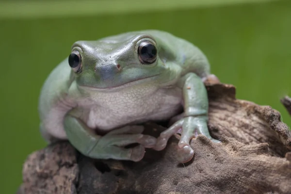 Close up dumpy frog tree frog papua green tree frog - Stock Image ...
