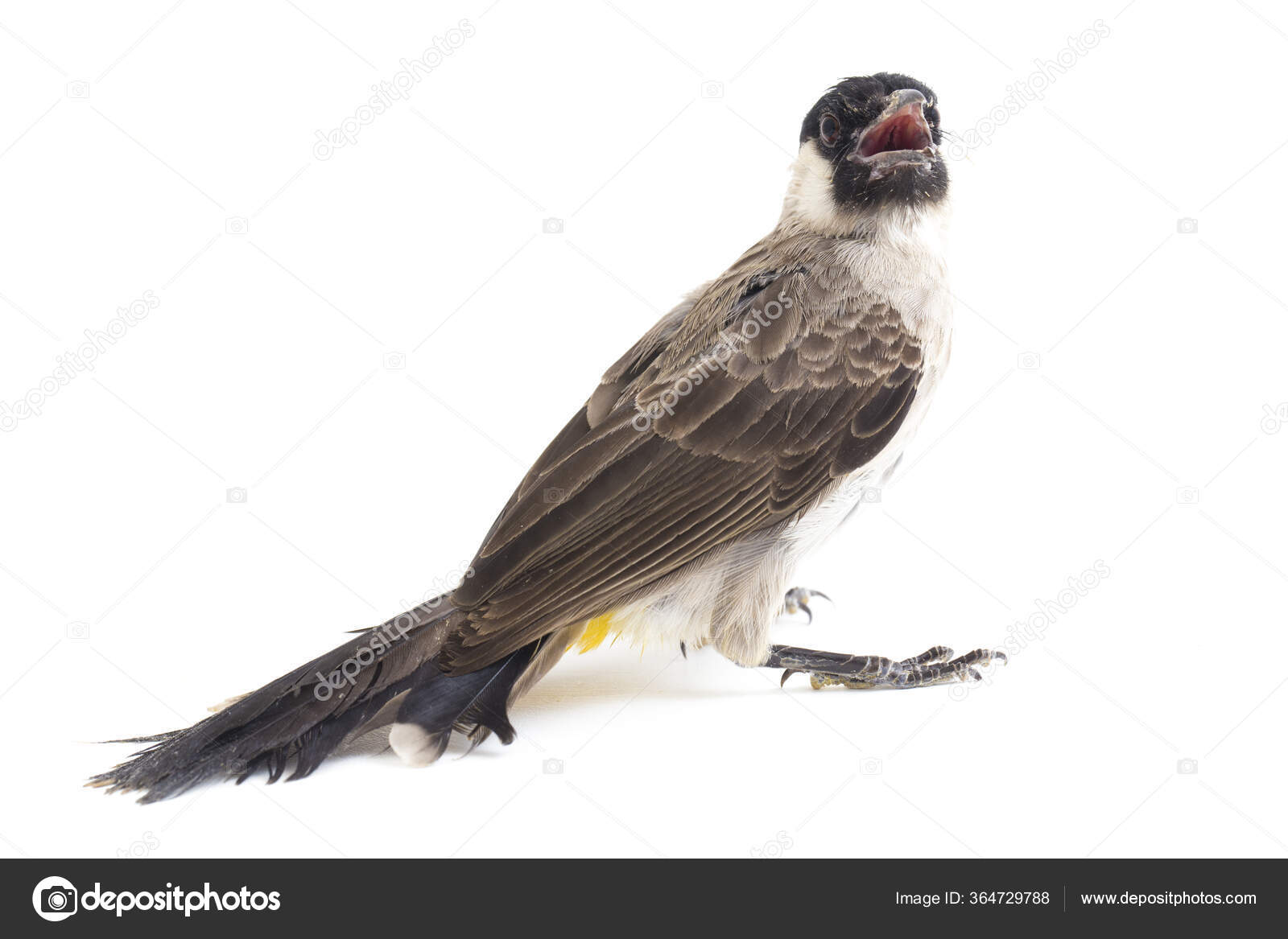 Sooty Headed Bulbul Pycnonotus Aurigaster Species Songbird Bulbul ...