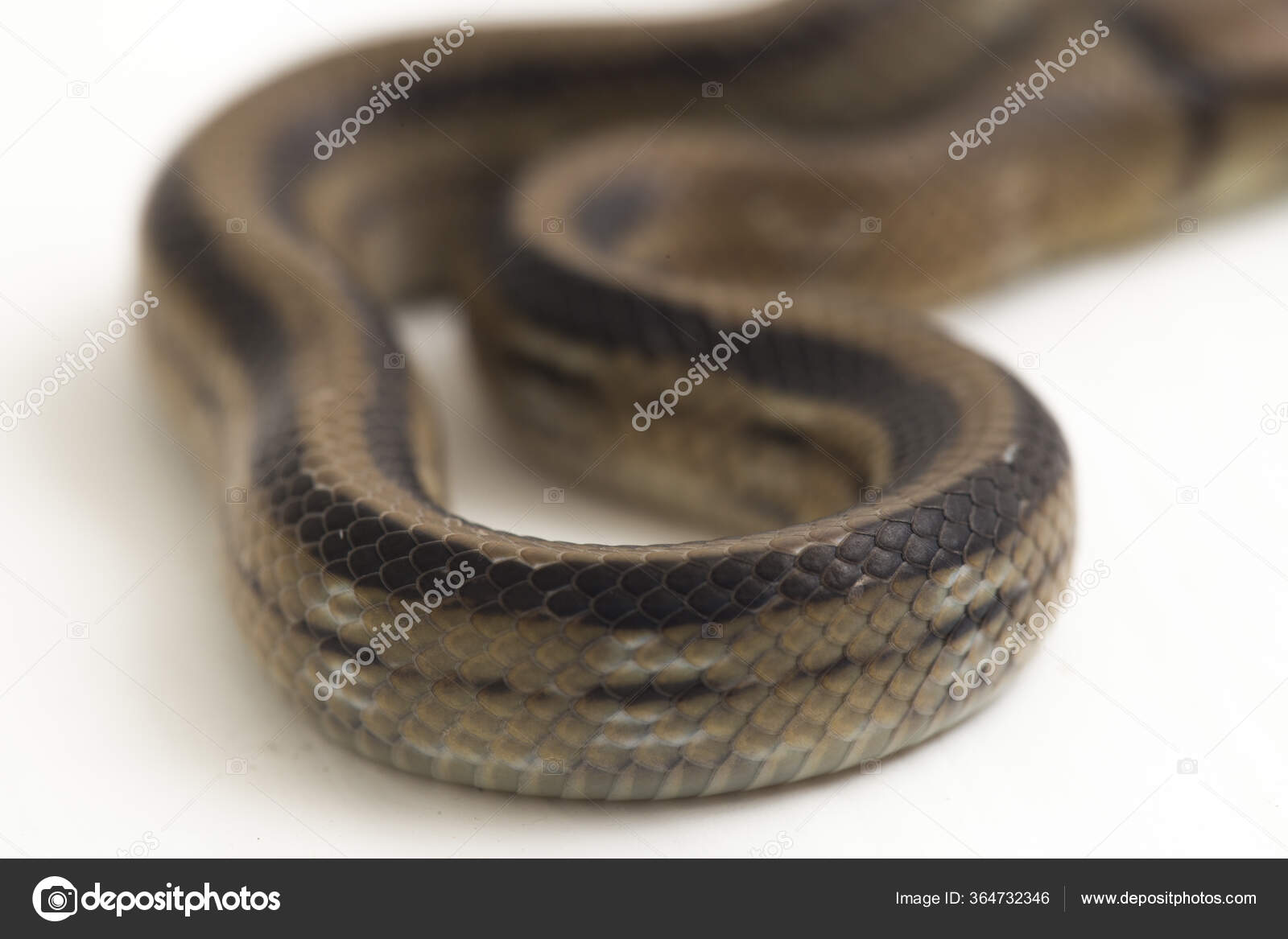 Radiated Ratsnake Copperhead Rat Snake Copper Headed Trinket Snake ...