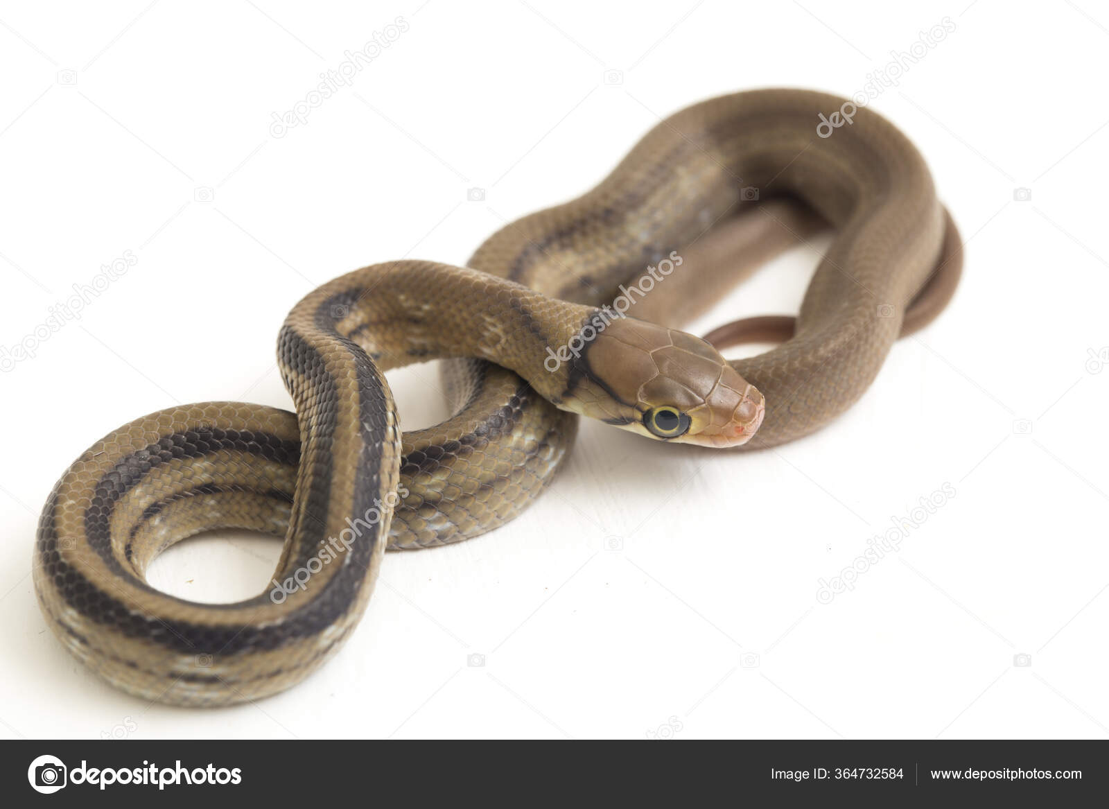 Radiated Ratsnake Copperhead Rat Snake Copper Headed Trinket Snake ...