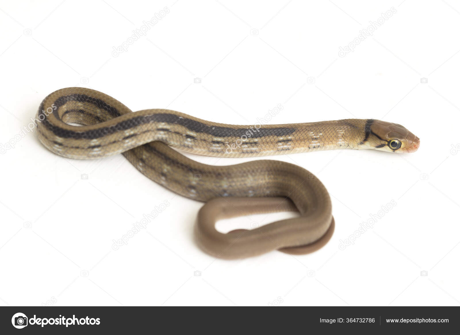 Radiated Ratsnake Copperhead Rat Snake Copper Headed Trinket Snake ...