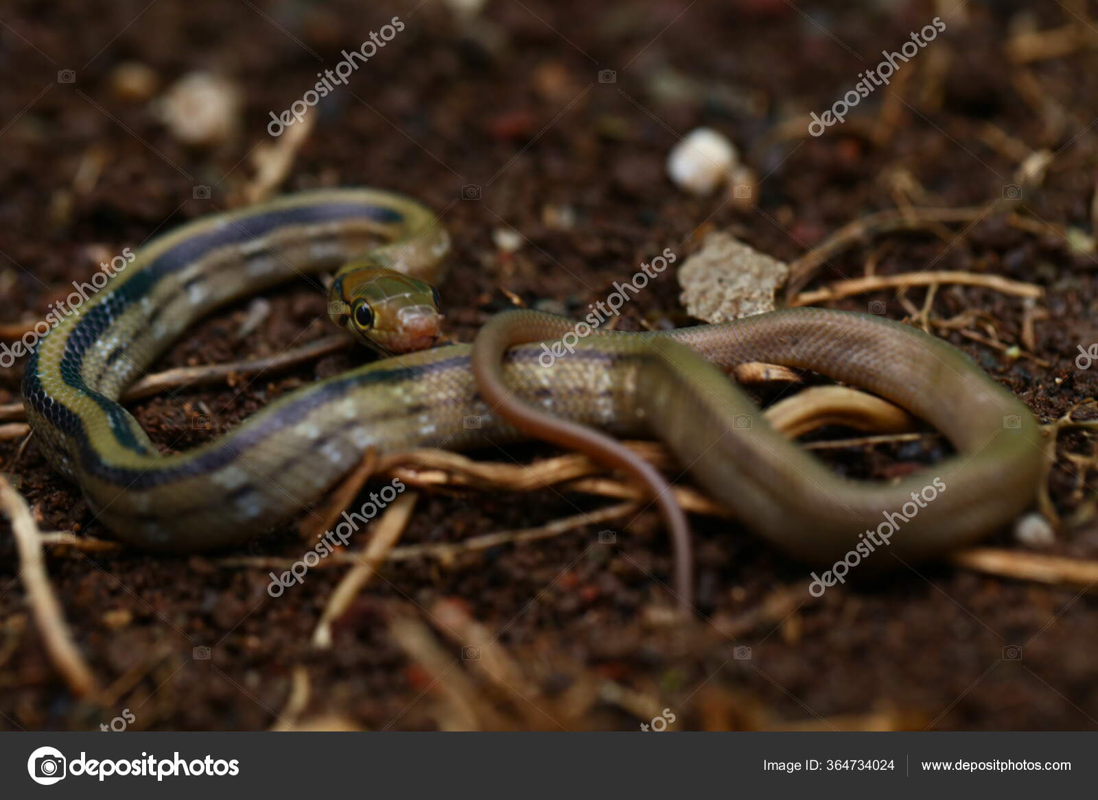 Radiated Ratsnake Copperhead Rat Snake Copper Headed Trinket Snake ...
