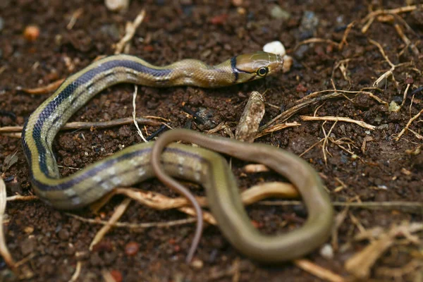 Radiated Ratsnake Copperhead Rat Snake Copper Headed Trinket Snake ...