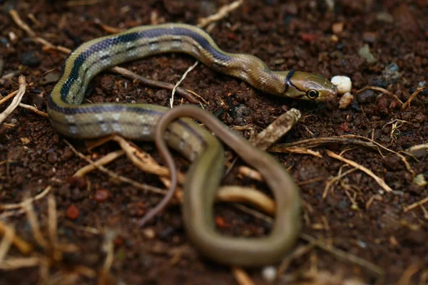 Radiated Ratsnake Copperhead Rat Snake Copper Headed Trinket Snake ...