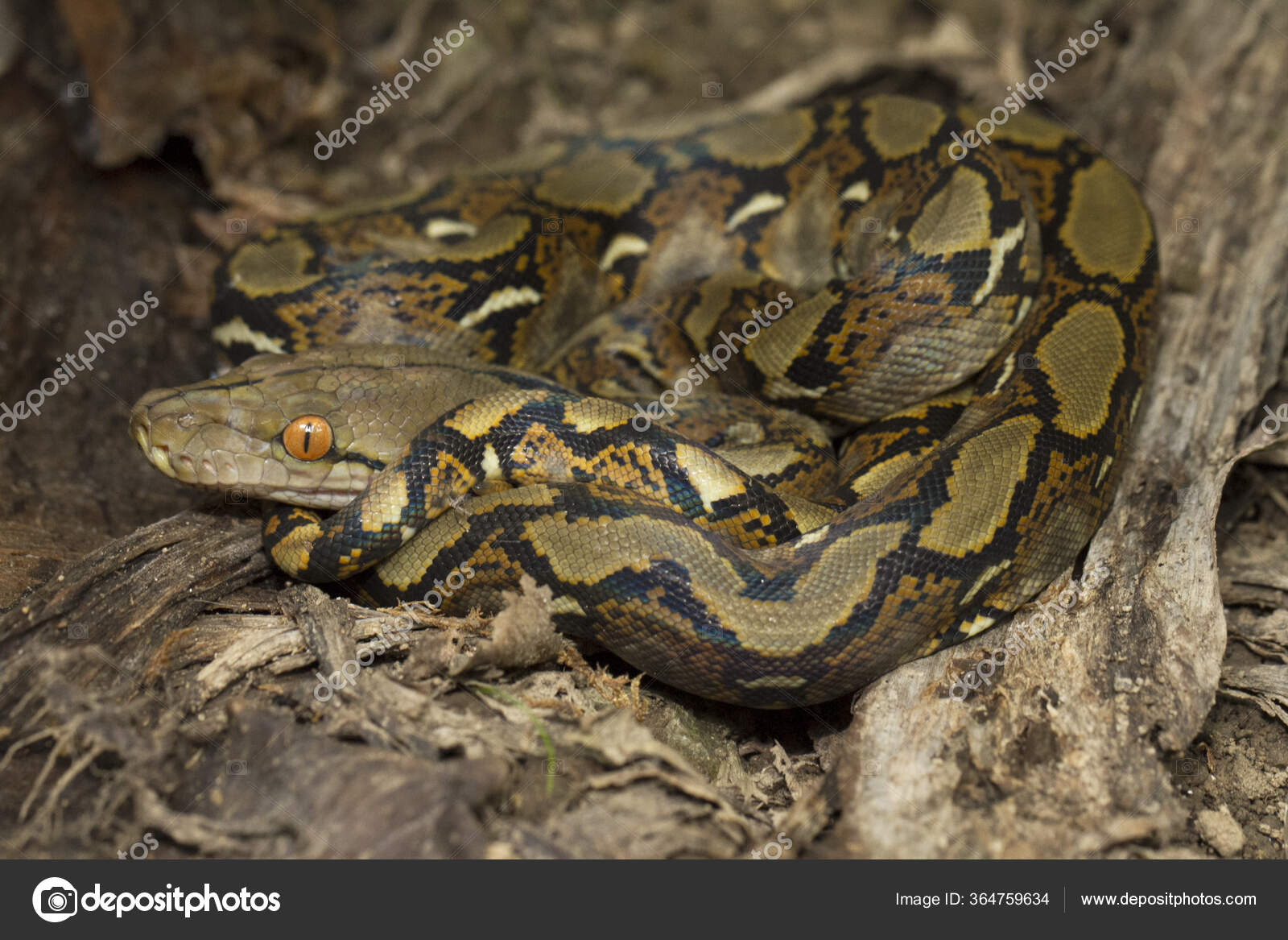 Baby Reticulated Python