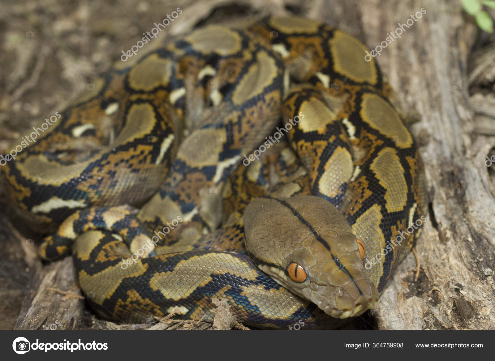 Baby Reticulated Python Python Reticulatus Bali Locality Indonesia ...