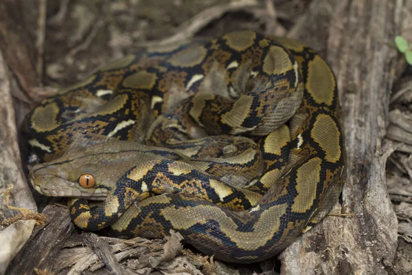 Python nest Stock Photos, Royalty Free Python nest Images | Depositphotos