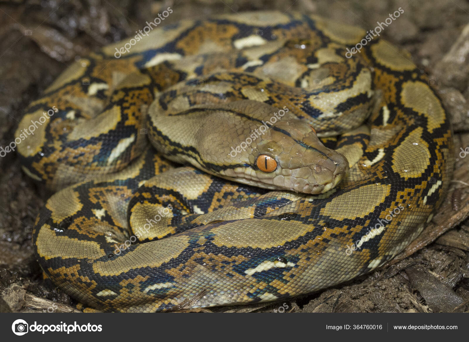 Baby Reticulated Python Python Reticulatus Bali Locality Indonesia ... Baby Reticulated Python Python Reticulatus Bali Locality Indonesia ...