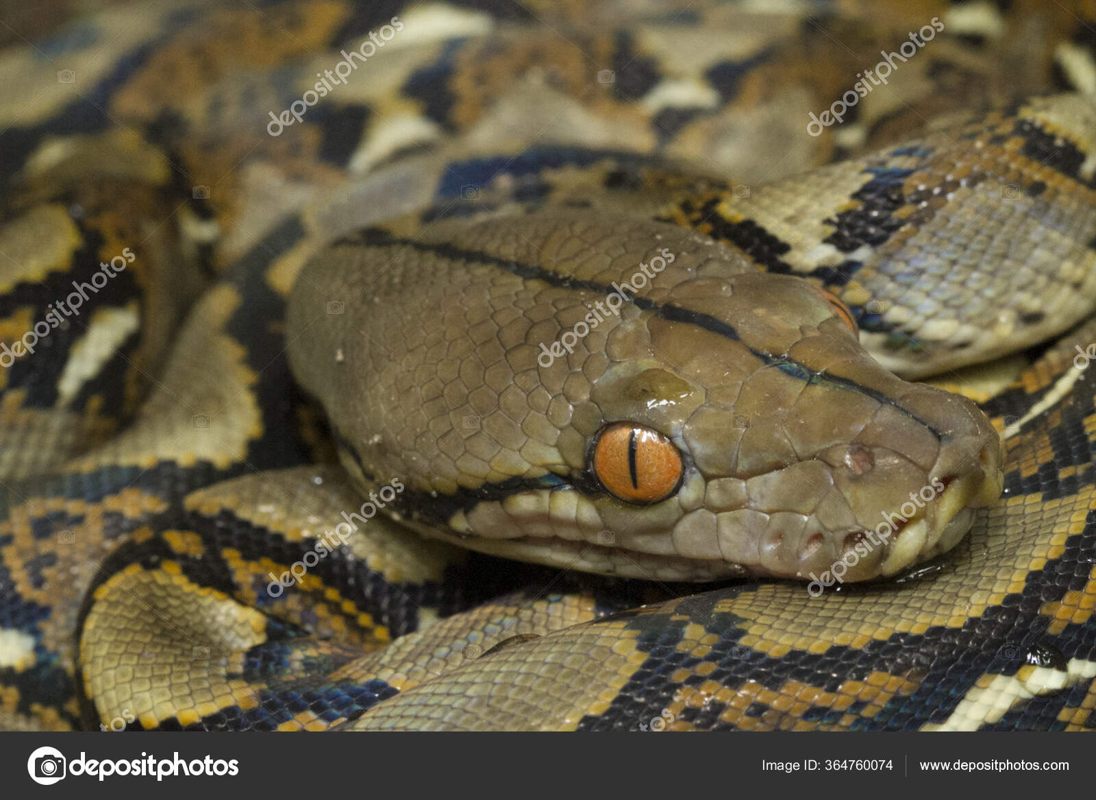 Baby Reticulated Python Python Reticulatus Bali Locality Indonesia ...