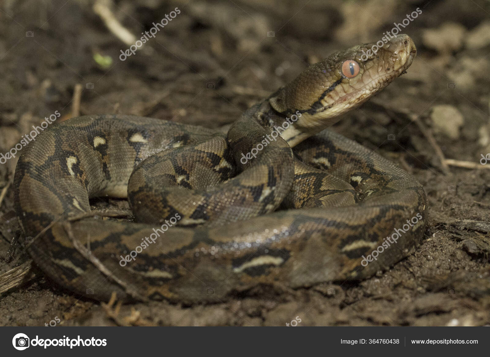 Baby Reticulated Python Python Reticulatus Bali Locality Indonesia ...