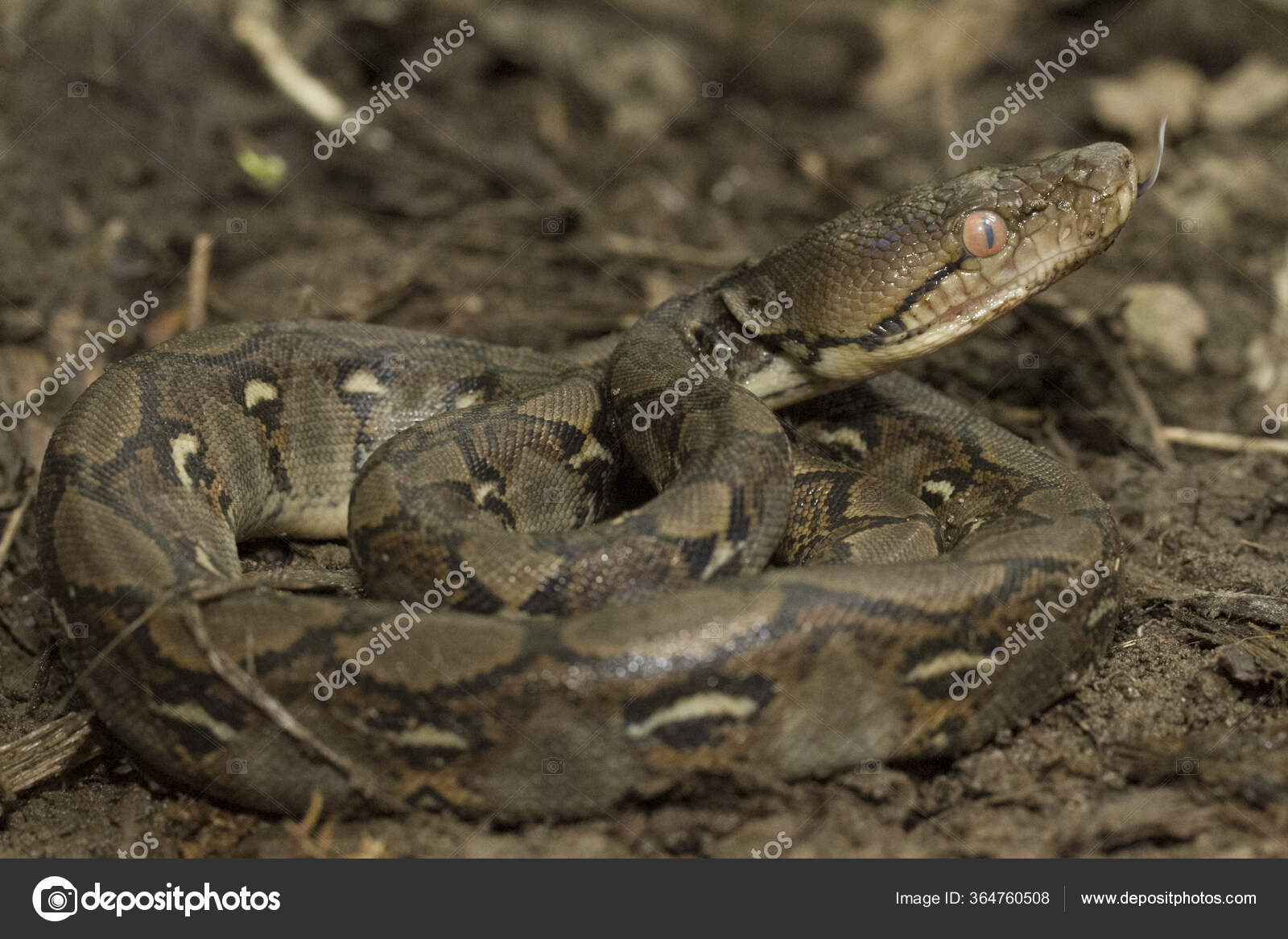 Reticulated Python Baby