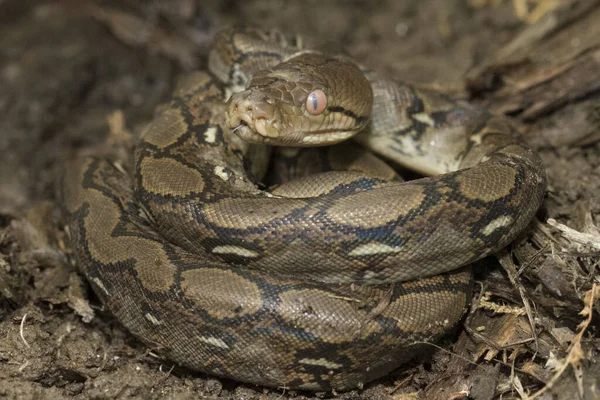 Python nest Stock Photos, Royalty Free Python nest Images | Depositphotos