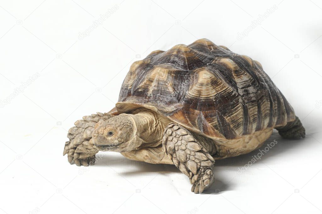 Tartaruga Africana Speronata