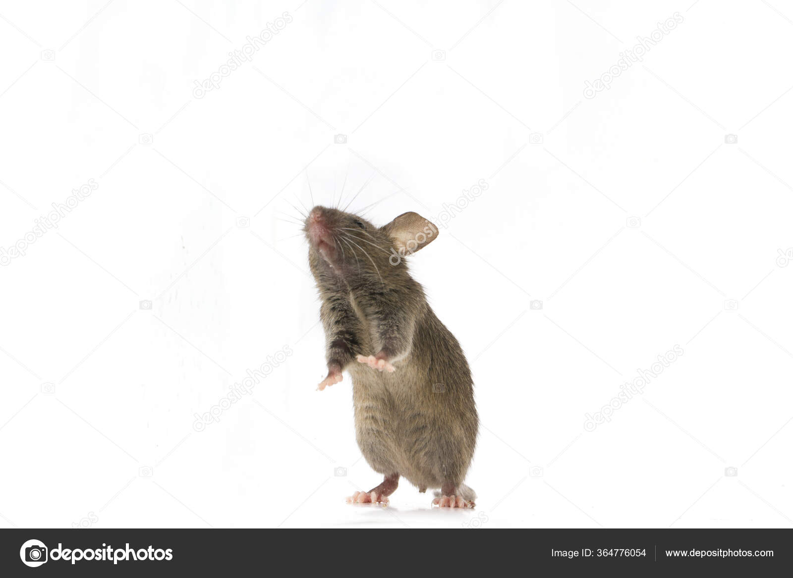 Gray Common House Mouse Isolated White Background Stock Photo by ...