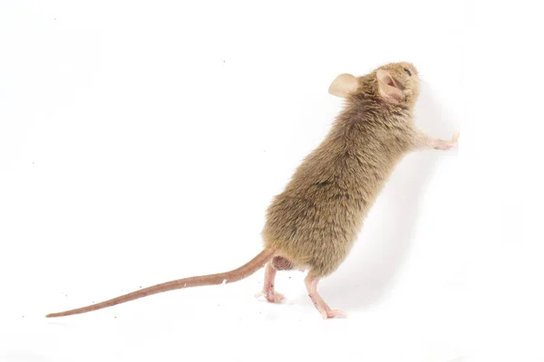 Gray Common House Mouse Isolated White Background Stock Photo by ...