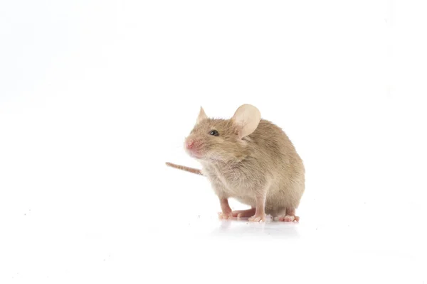 Gray Common House Mouse Isolated White Background Stock Photo by ...