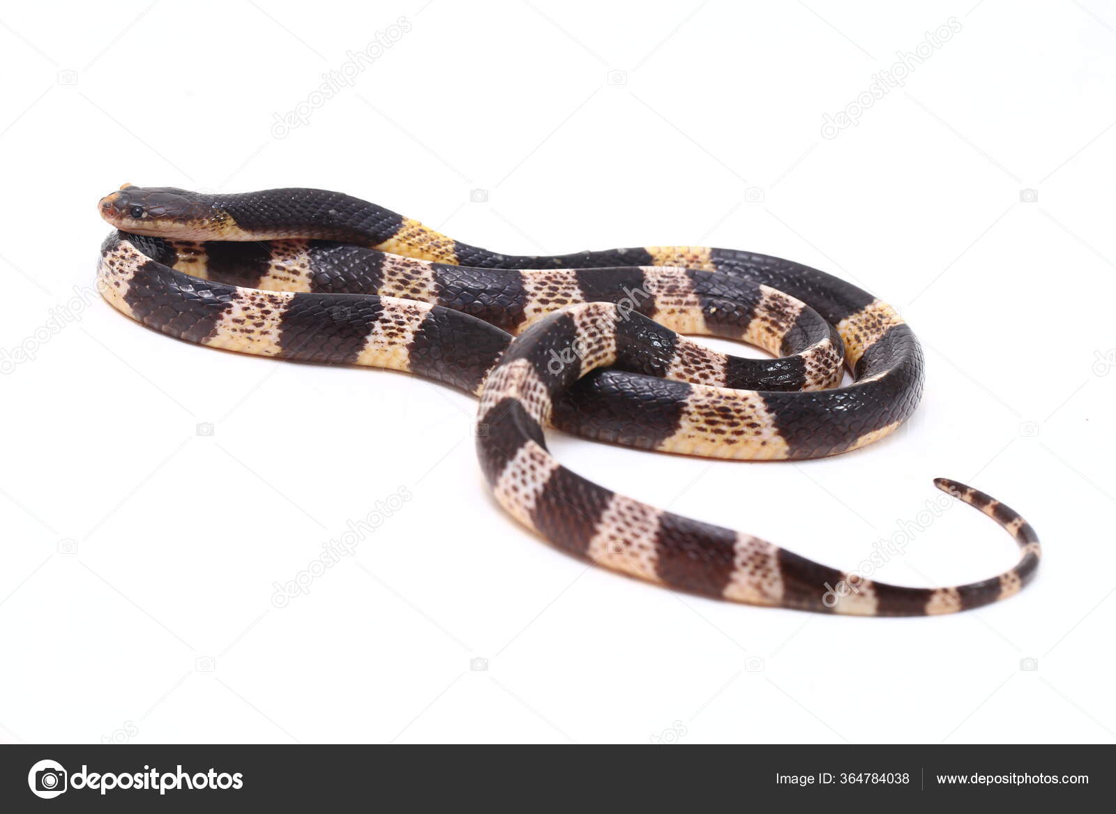 Highly Venomous Malayan Krait Blue Krait Bungarus Candidus Isolated ...