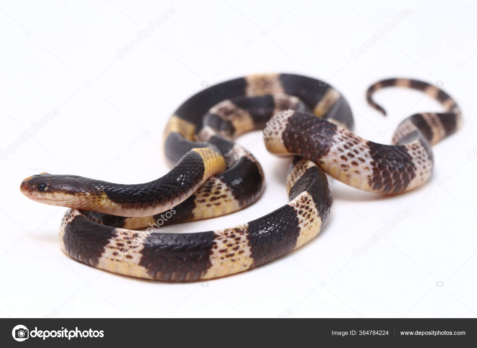 Highly Venomous Malayan Krait Blue Krait Bungarus Candidus Isolated ...
