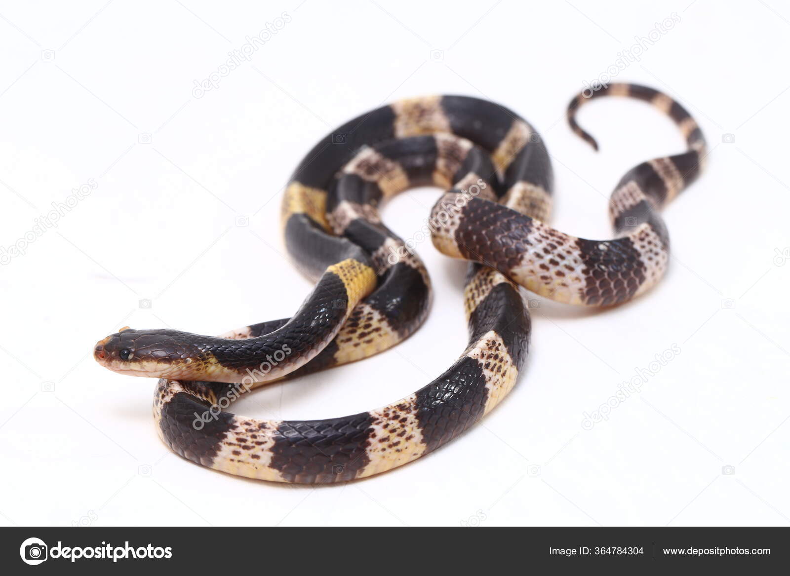 Highly Venomous Malayan Krait Blue Krait Bungarus Candidus Isolated ...