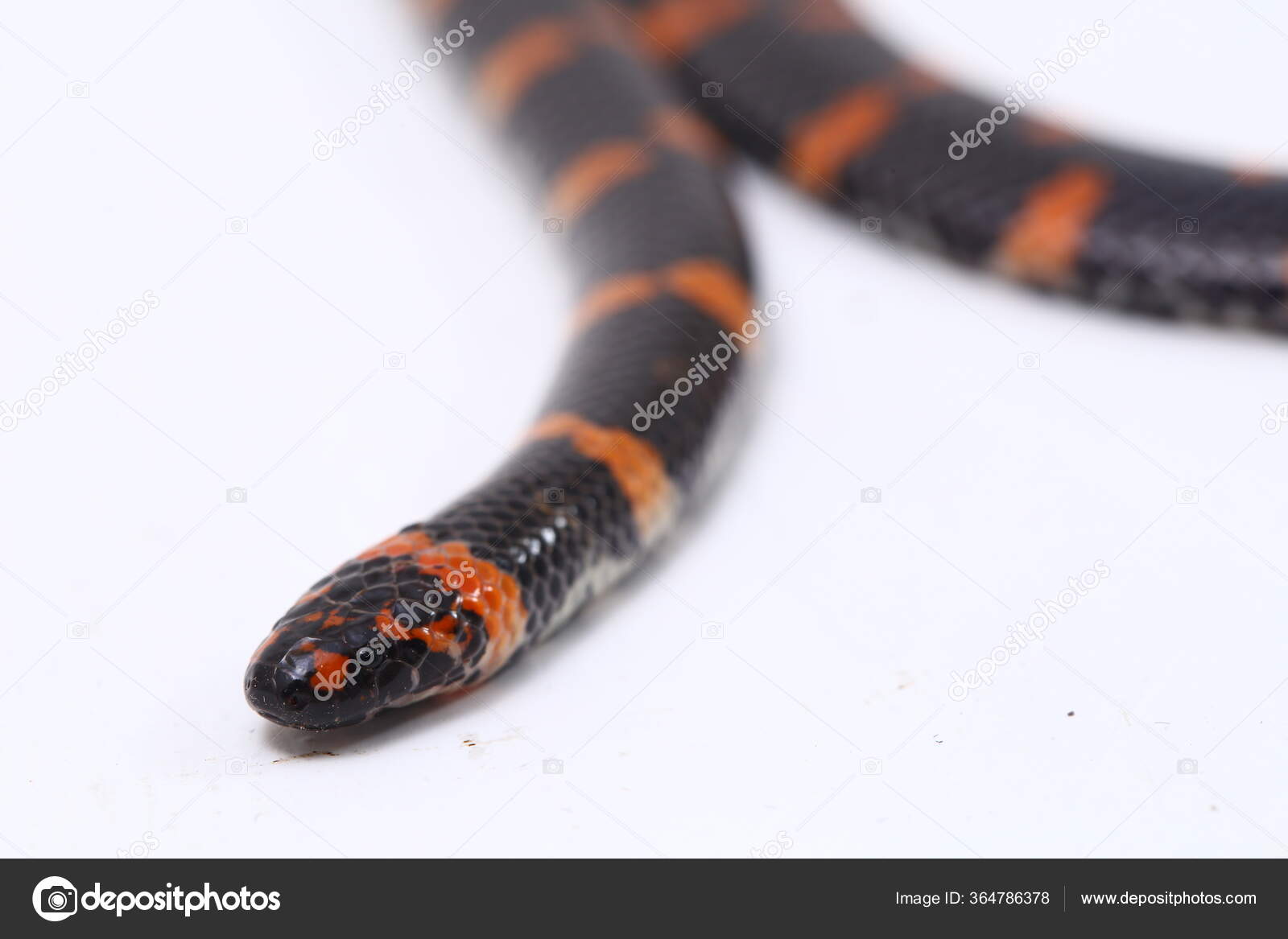 Red Tailed Pipe Snake Scientific Name Cylindrophis Ruffus Isolate White ...