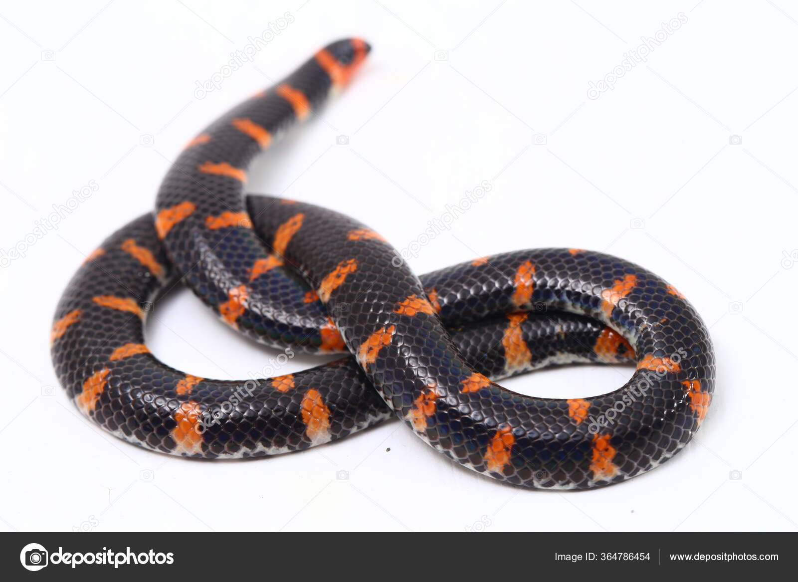 Red Tailed Pipe Snake Scientific Name Cylindrophis Ruffus Isolate White ...