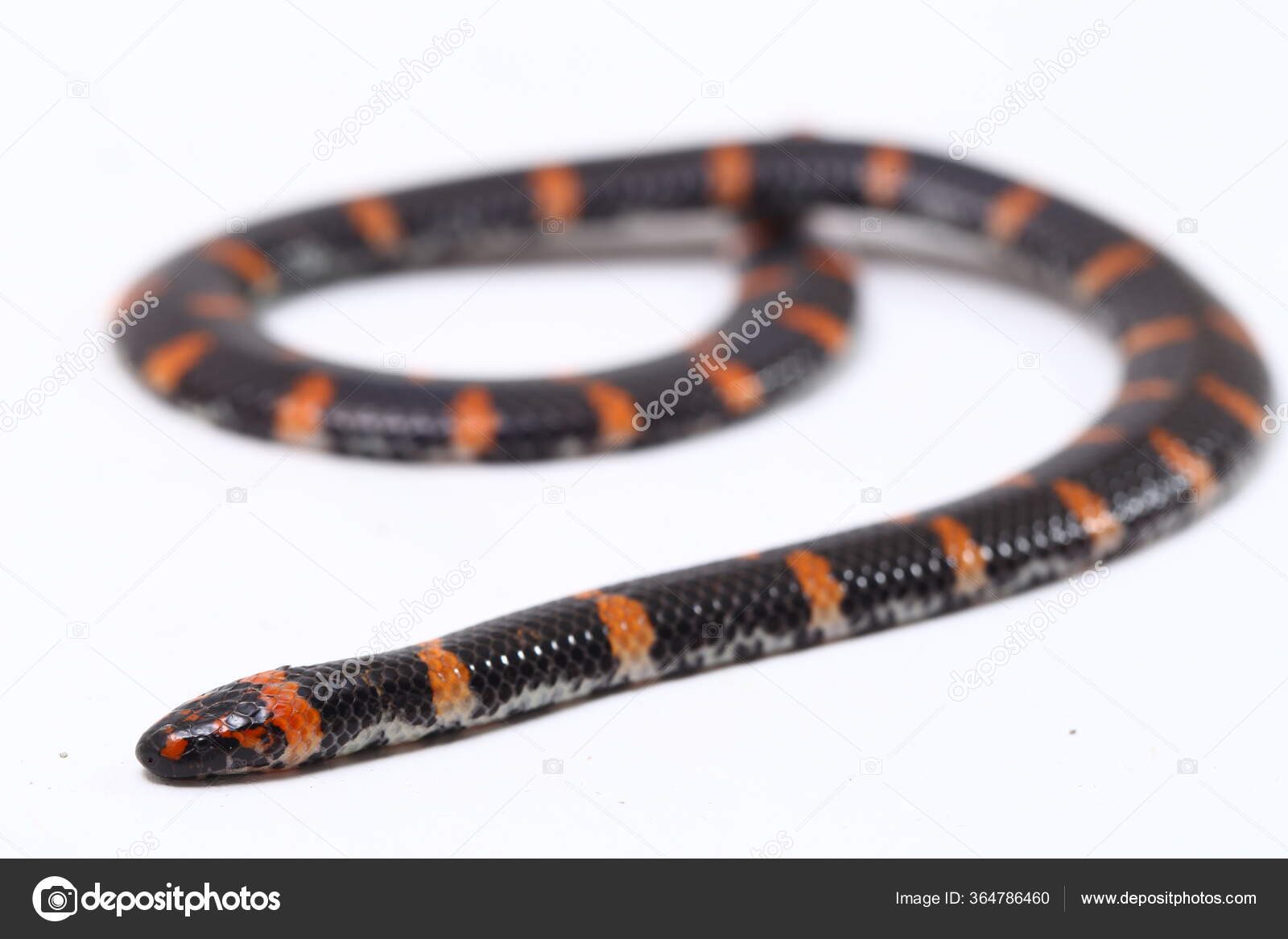 Red Tailed Pipe Snake Scientific Name Cylindrophis Ruffus Isolate White ...