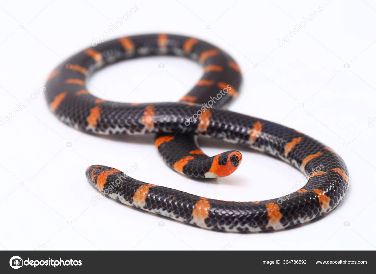 Ular Berekor Merah Nama Ilmiah Cylindrophis Ruffus Mengisolasi Pada ...