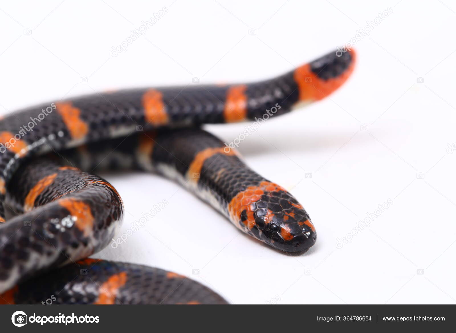 Red Tailed Pipe Snake Scientific Name Cylindrophis Ruffus Isolate White ...